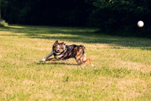 Best Dog-Proof Sprinkler Heads: 5 Setups Ranked